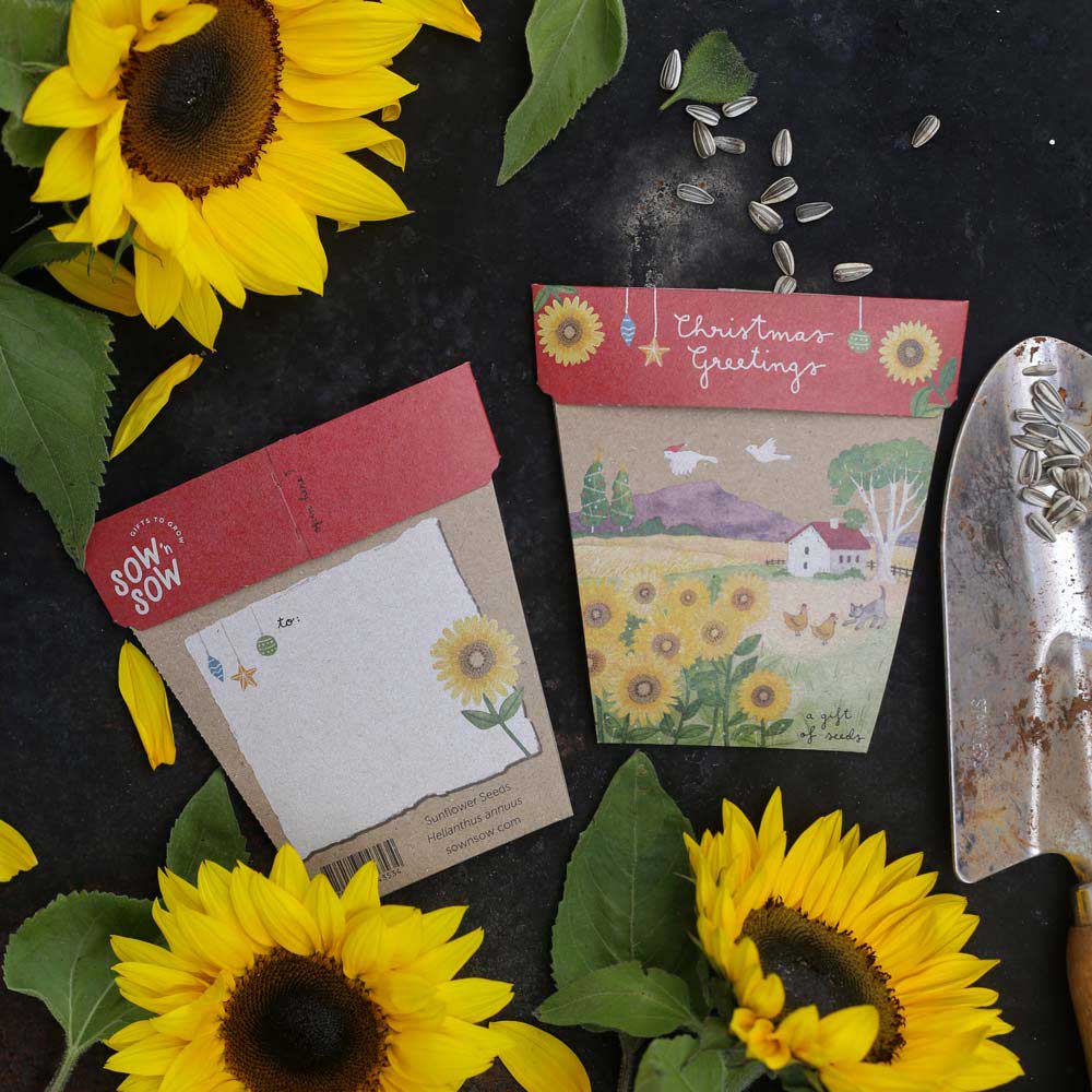 Sow n Sow Christmas Sunflower Gift of Seeds – Little Eco Shop